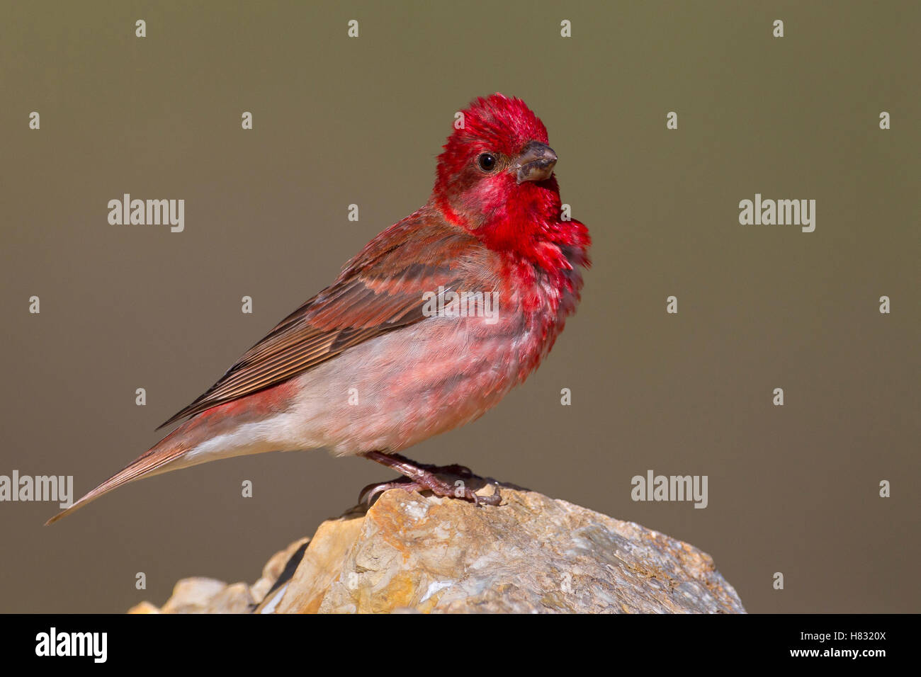 Common Rosefinch (Carpodacus erythrinus) male in breeding plumage ...