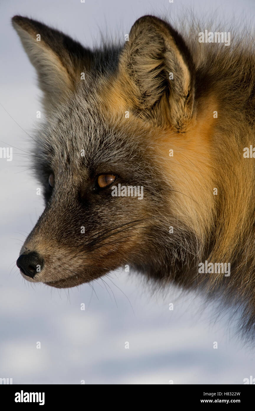 Red Fox (Vulpes vulpes) cross fox, Alaska Stock Photo - Alamy
