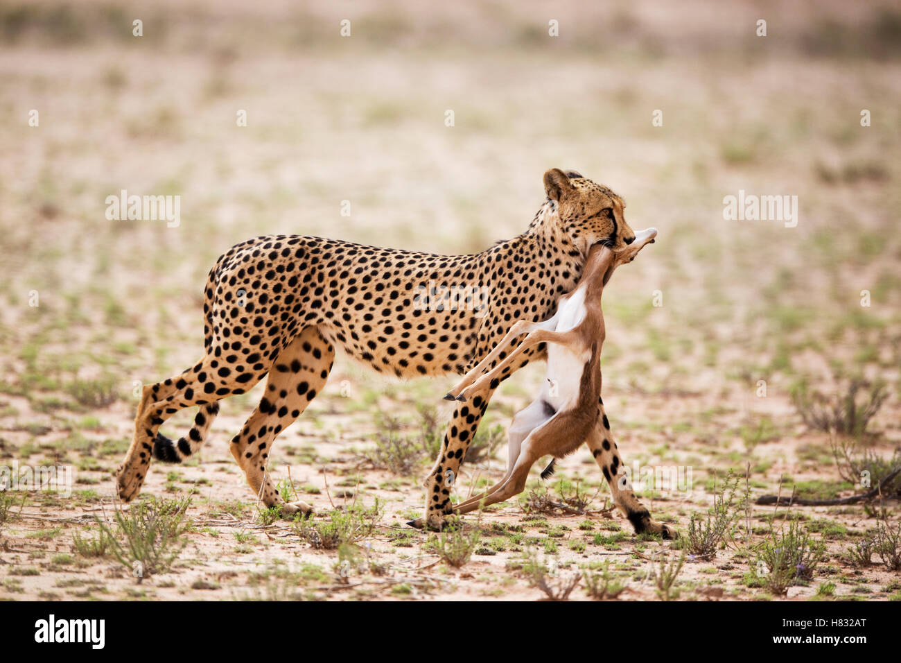 Cheetah (Acinonyx jubatus) carrying baby Springbok (Antidorcas ...