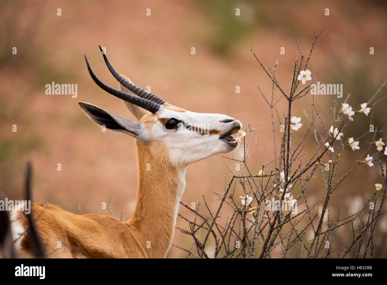 Springbok (Antidorcas marsupialis) female eating flowers, Kgalagadi ...