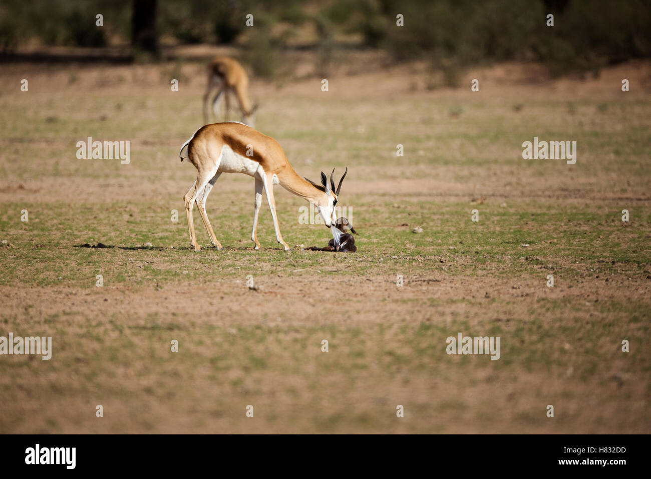 Springbok (Antidorcas marsupialis) mother cleaning calf just after ...
