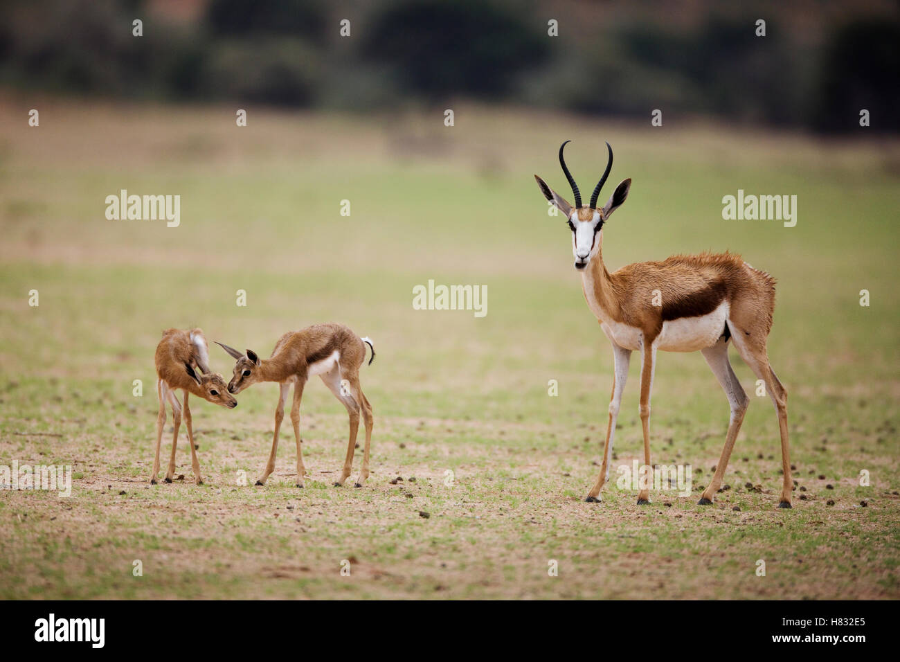 Springbok (Antidorcas marsupialis) female and young calves, Kgalagadi ...