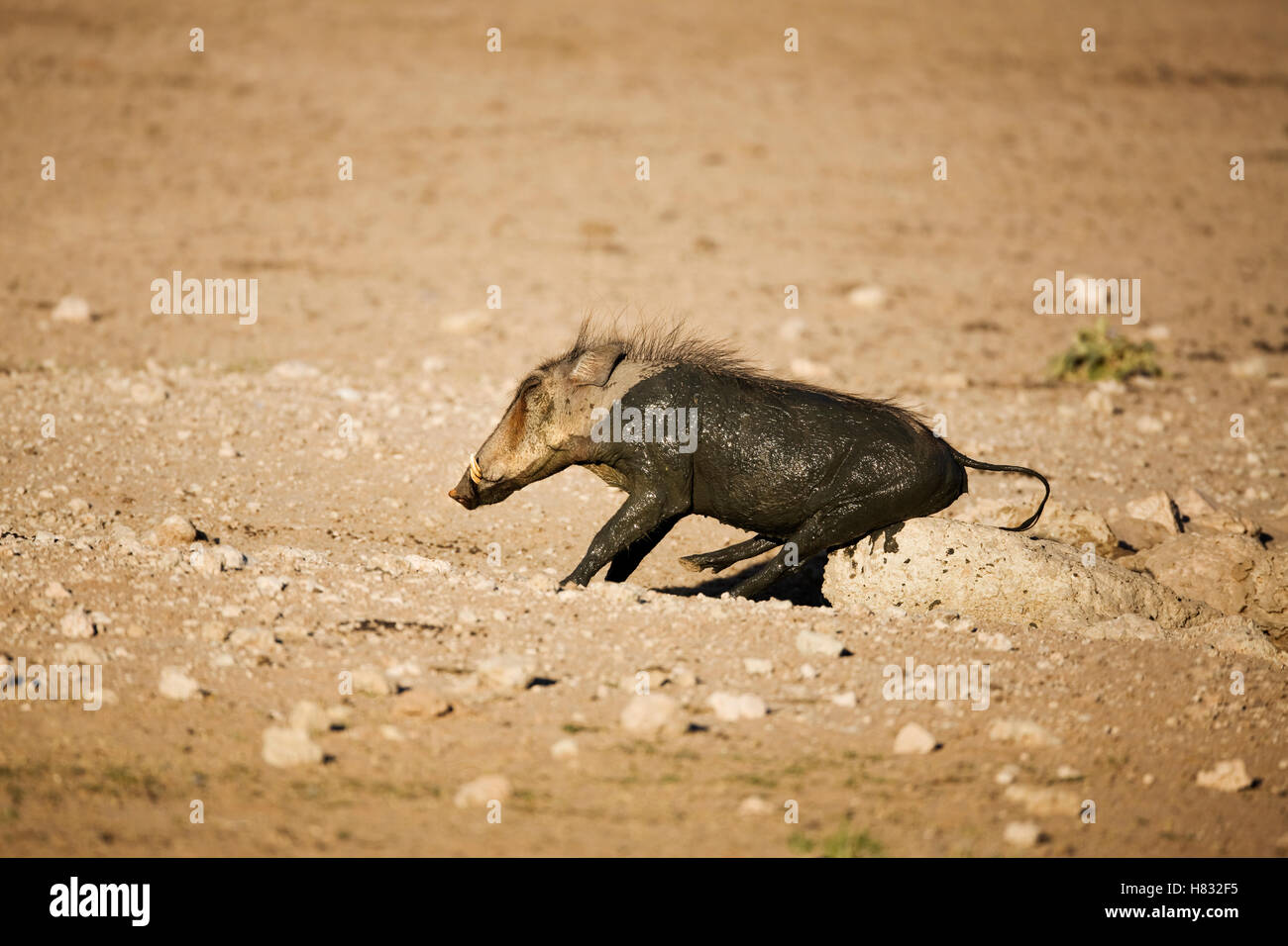 Warthog (Phacochoerus africanus) scratching rear end on rock after ...