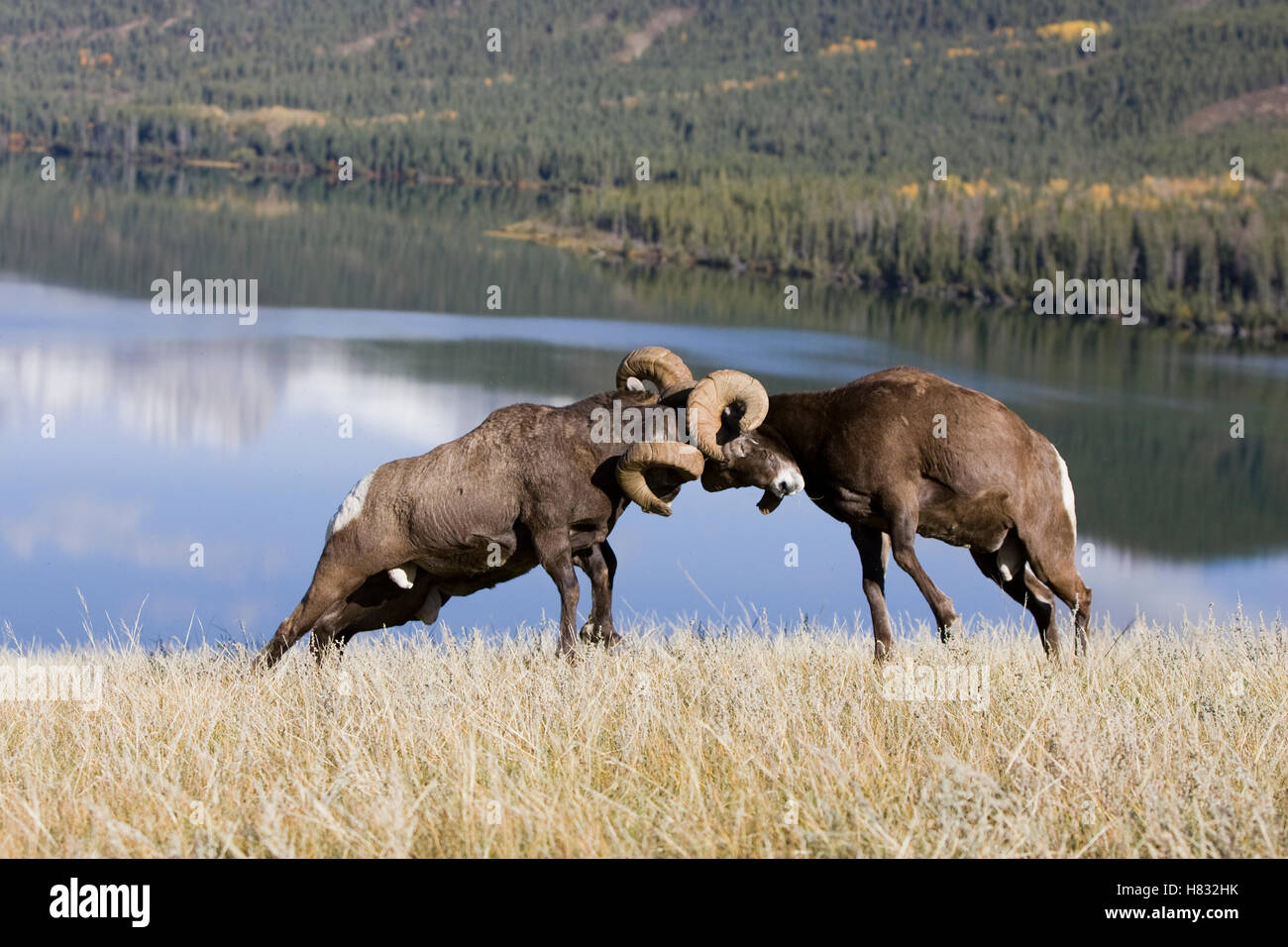 Bighorn Sheep (Ovis canadensis) rams butting heads, western Alberta ...