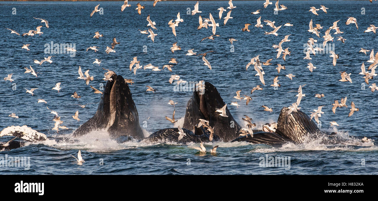 Humpback Whale (Megaptera novaeangliae) group gulp feeding with ...