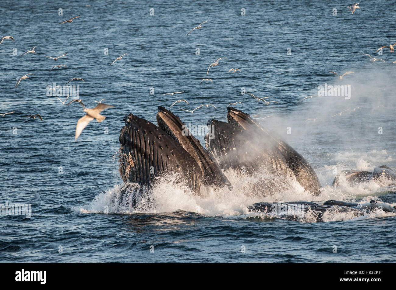 Humpback Whale (Megaptera novaeangliae) pair gulp feeding with ...