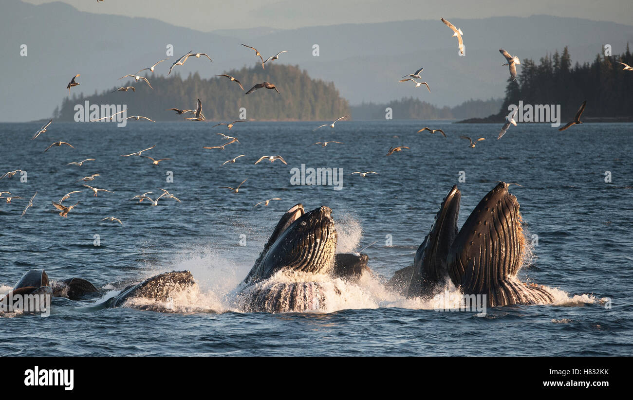 Humpback Whale (Megaptera novaeangliae) group gulp feeding with ...