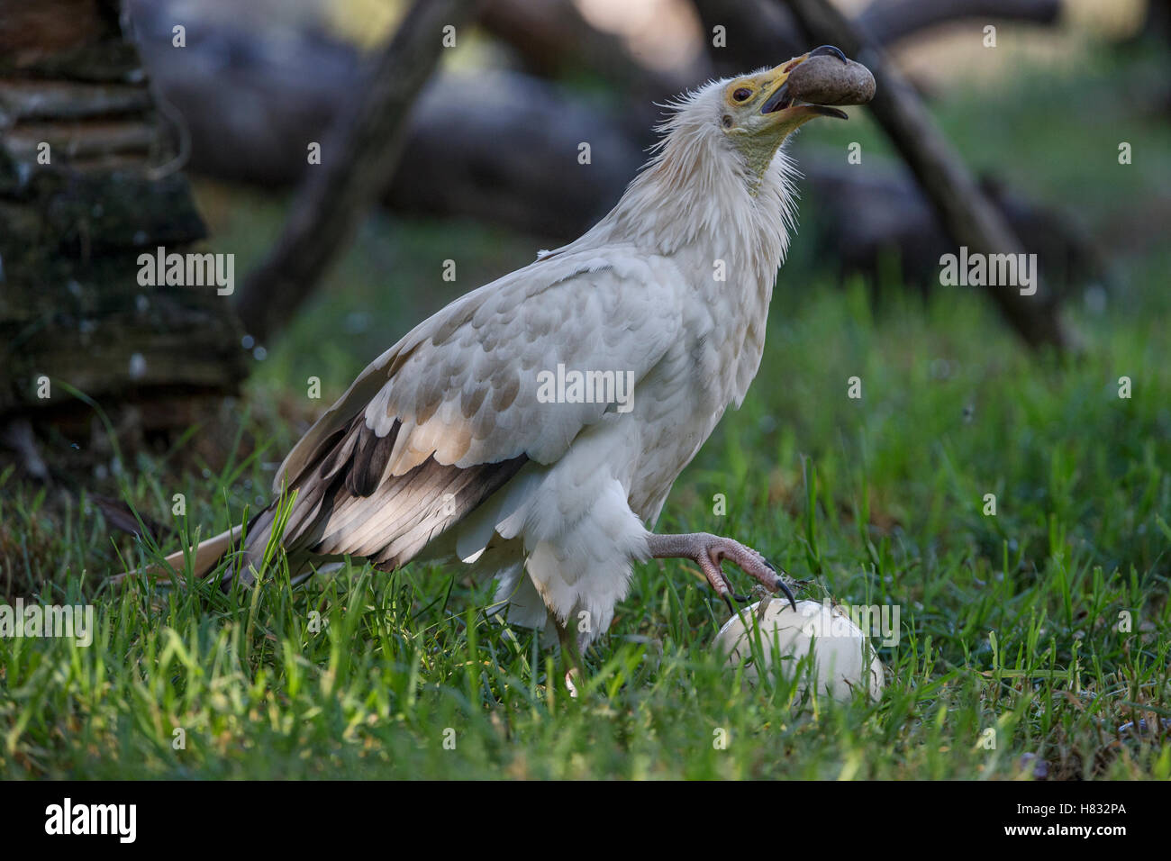 Egyptian Vulture (Neophron percnopterus) breaking Ostrich (Struthio ...