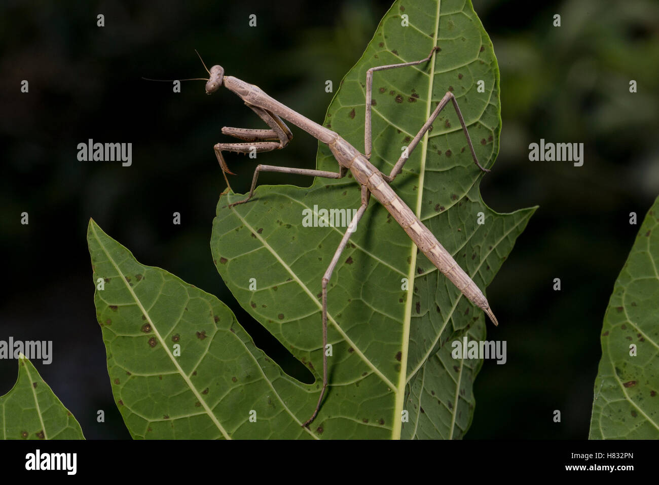 Stick Insect (Phasmatidae), Saint Bees Island, Australia Stock Photo ...
