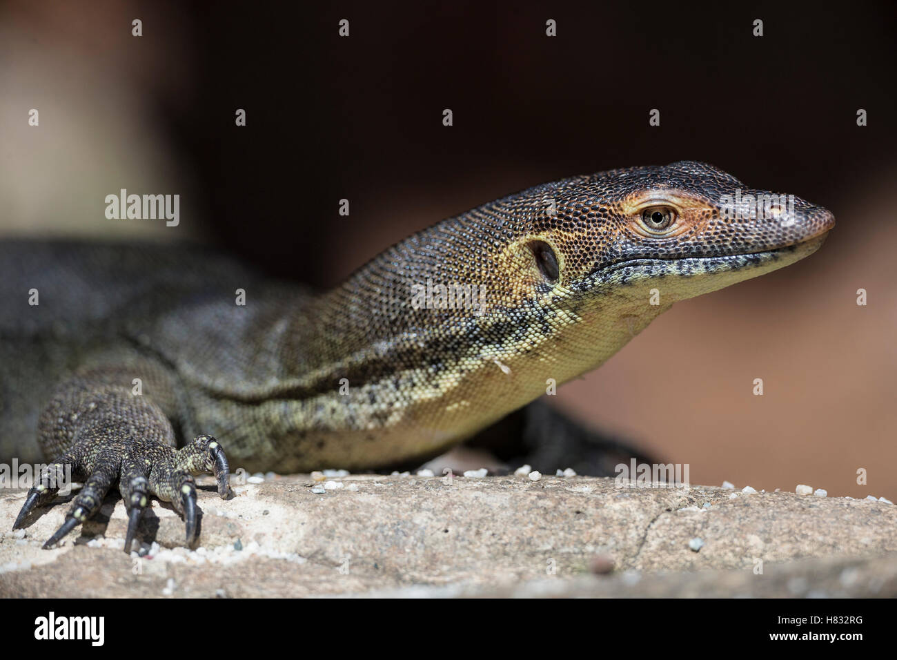 Mertens' Water Monitor (Varanus mertensi), Currumbin Wildlife Sanctuary ...