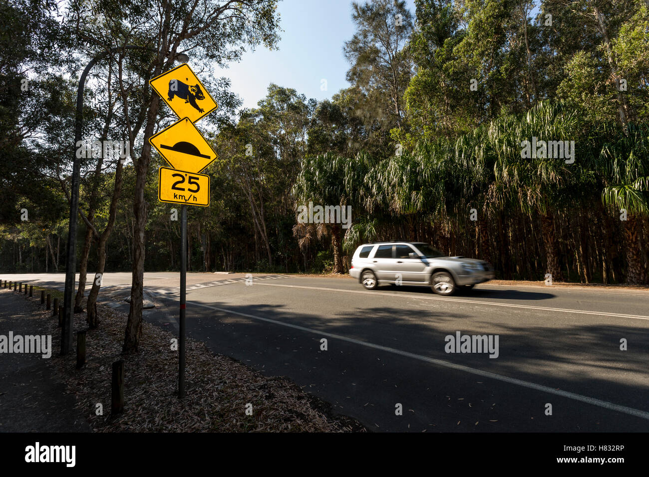 Koala (Phascolarctos cinereus) road sign warning motorists about koalas ...