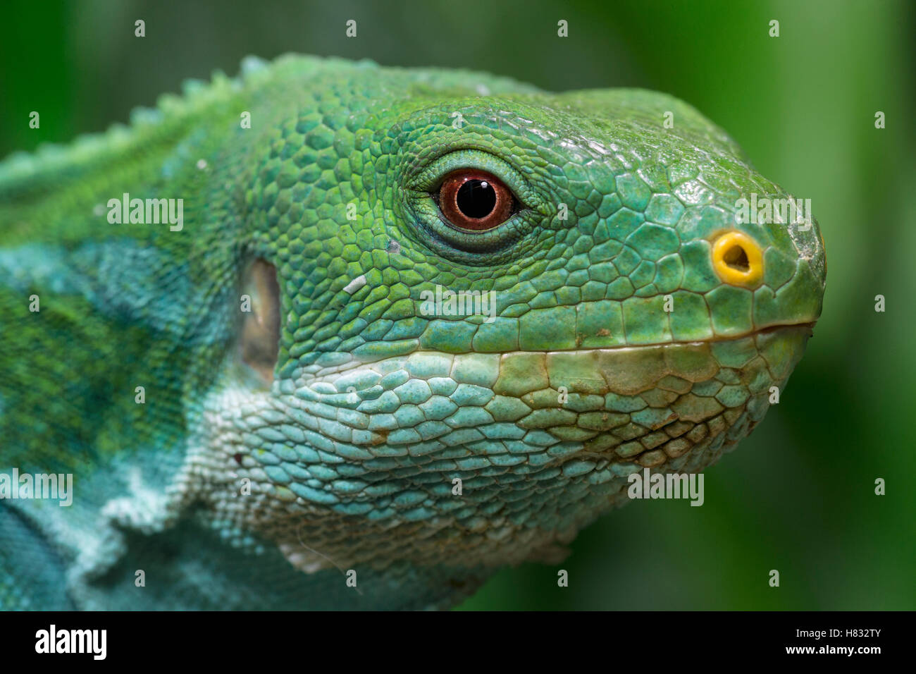 Fiji Banded Iguana (Brachylophus fasciatus), native to Fiji Stock Photo ...