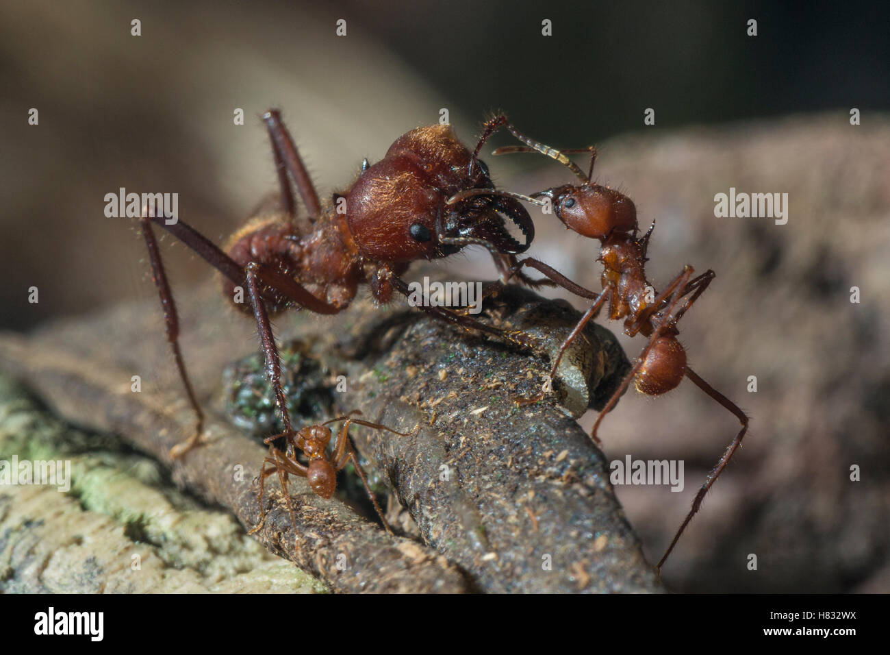 Ant (Formicidae) soldier and worker, distributed worldwide Stock Photo ...