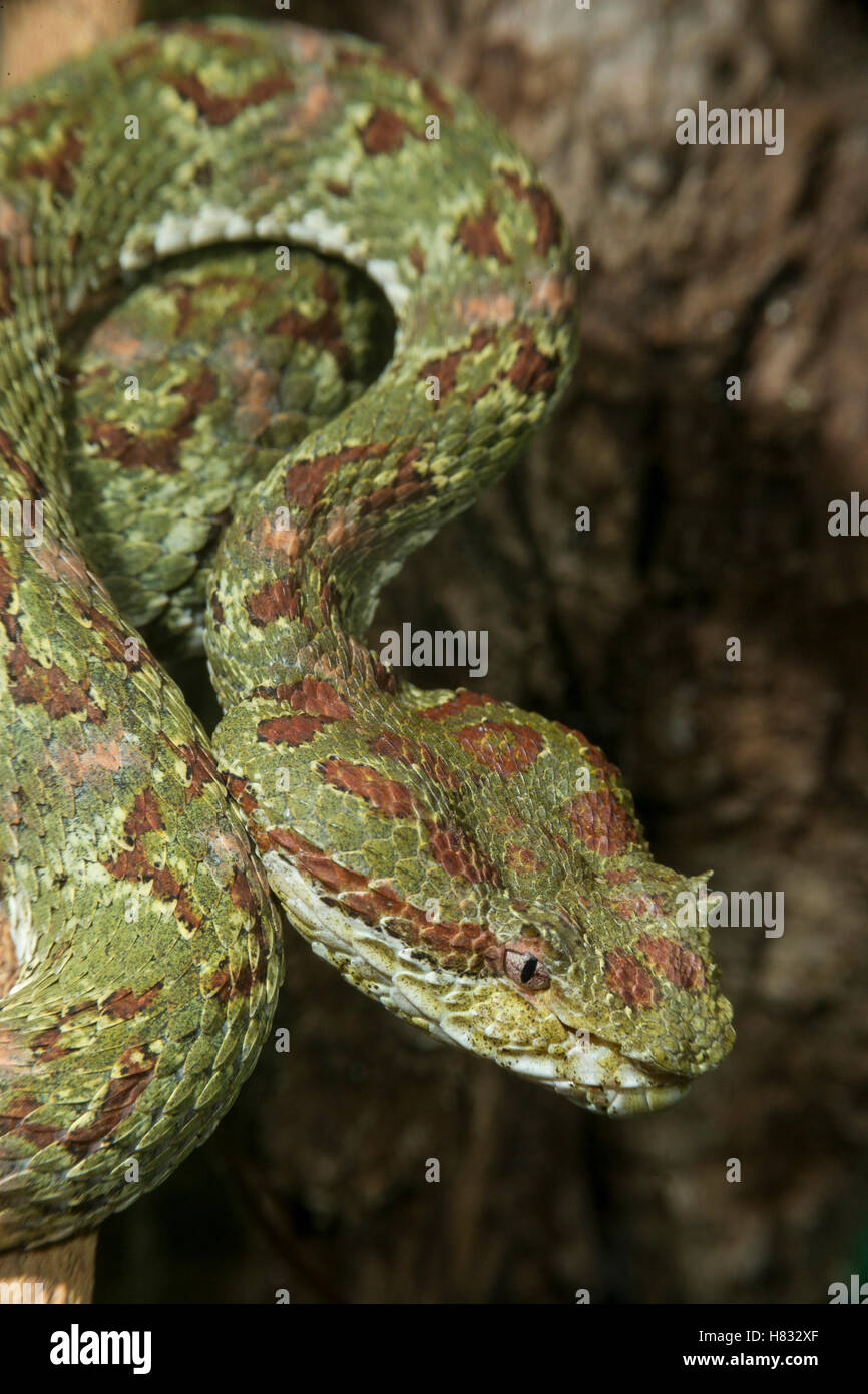 Eyelash Viper (Bothriechis schlegelii), native to Central and South ...