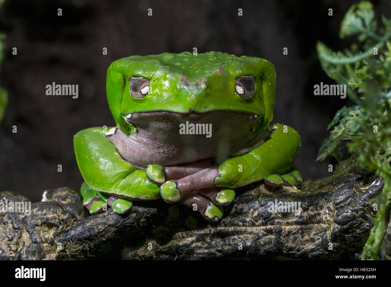Giant Monkey Frog (Phyllomedusa bicolor) sleeping, native to South ...