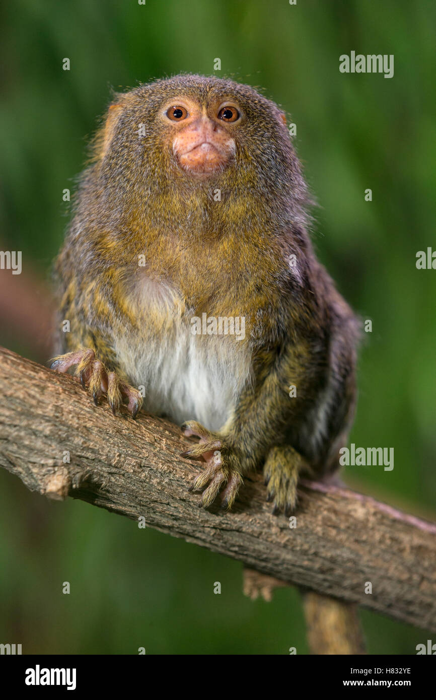 Pygmy Marmoset (Cebuella pygmaea), native to South America Stock Photo ...