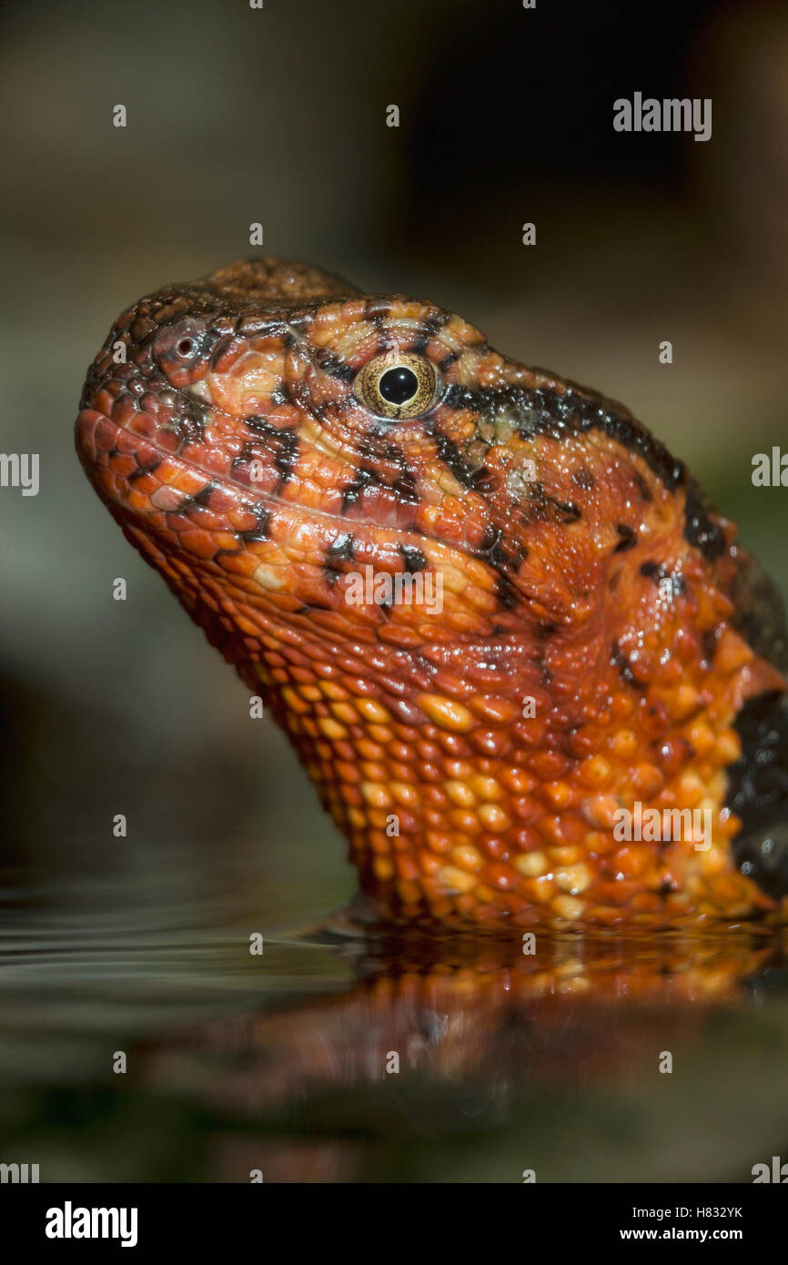 Chinese Crocodile Lizard (Shinisaurus crocodilurus) in water, native to ...