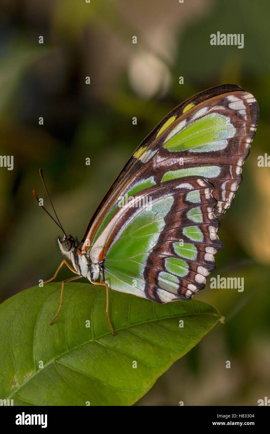 Nymphalid Butterfly (Nymphalidae), ditributed worldwide Stock Photo - Alamy