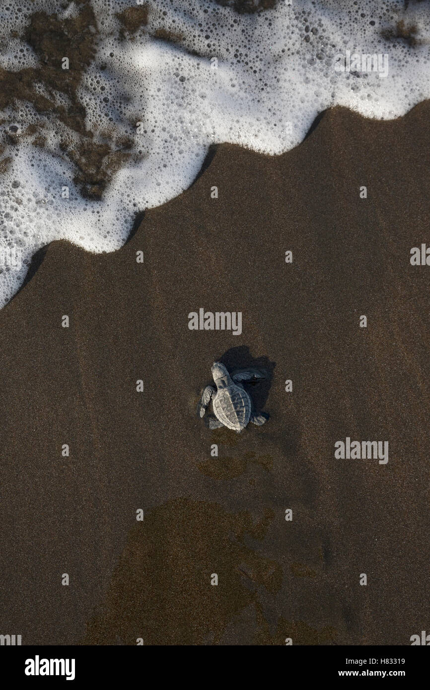 Olive Ridley Sea Turtle (Lepidochelys olivacea) hatchling on its way to ...