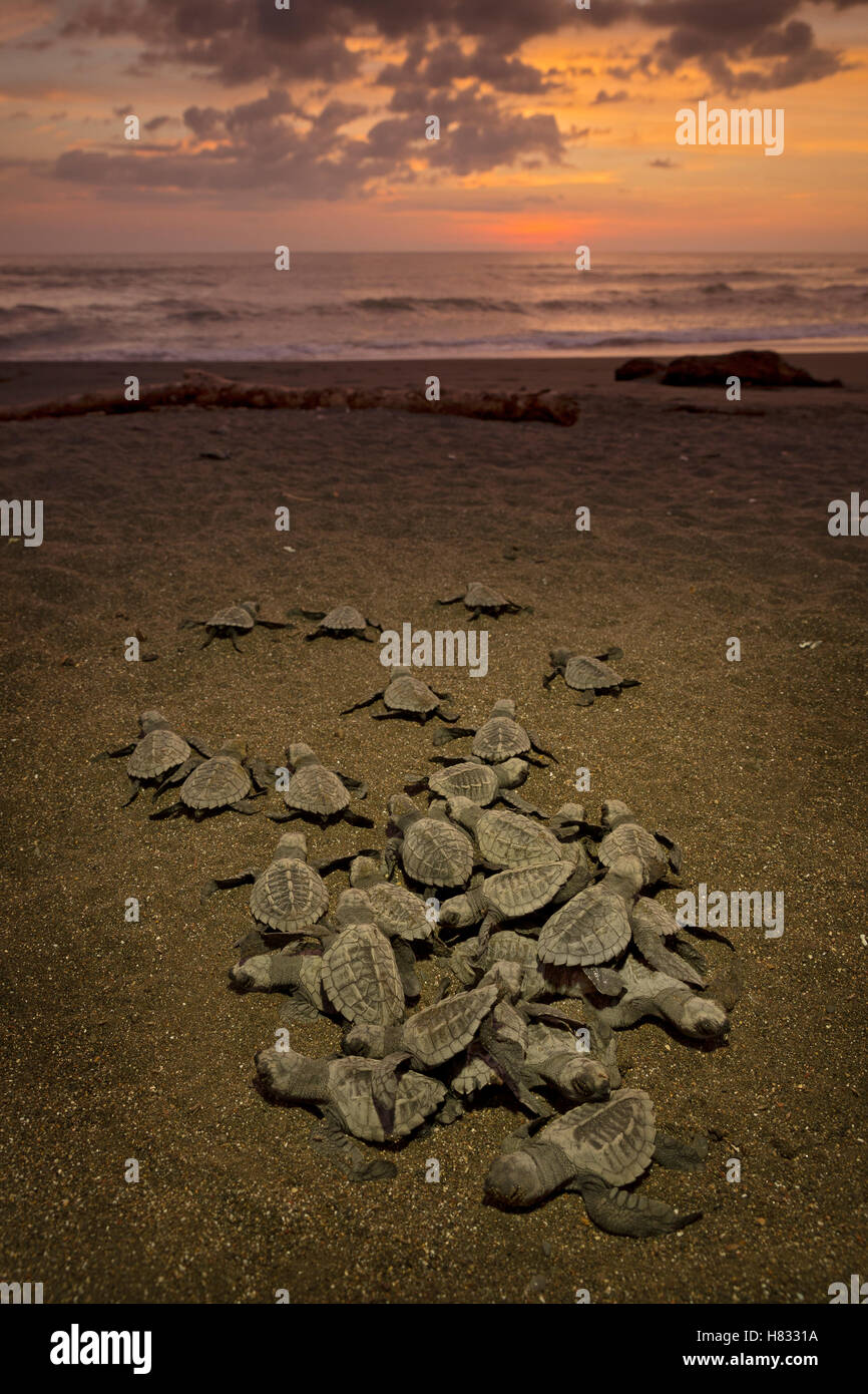 Olive Ridley Sea Turtle (Lepidochelys olivacea) hatchlings emerging ...