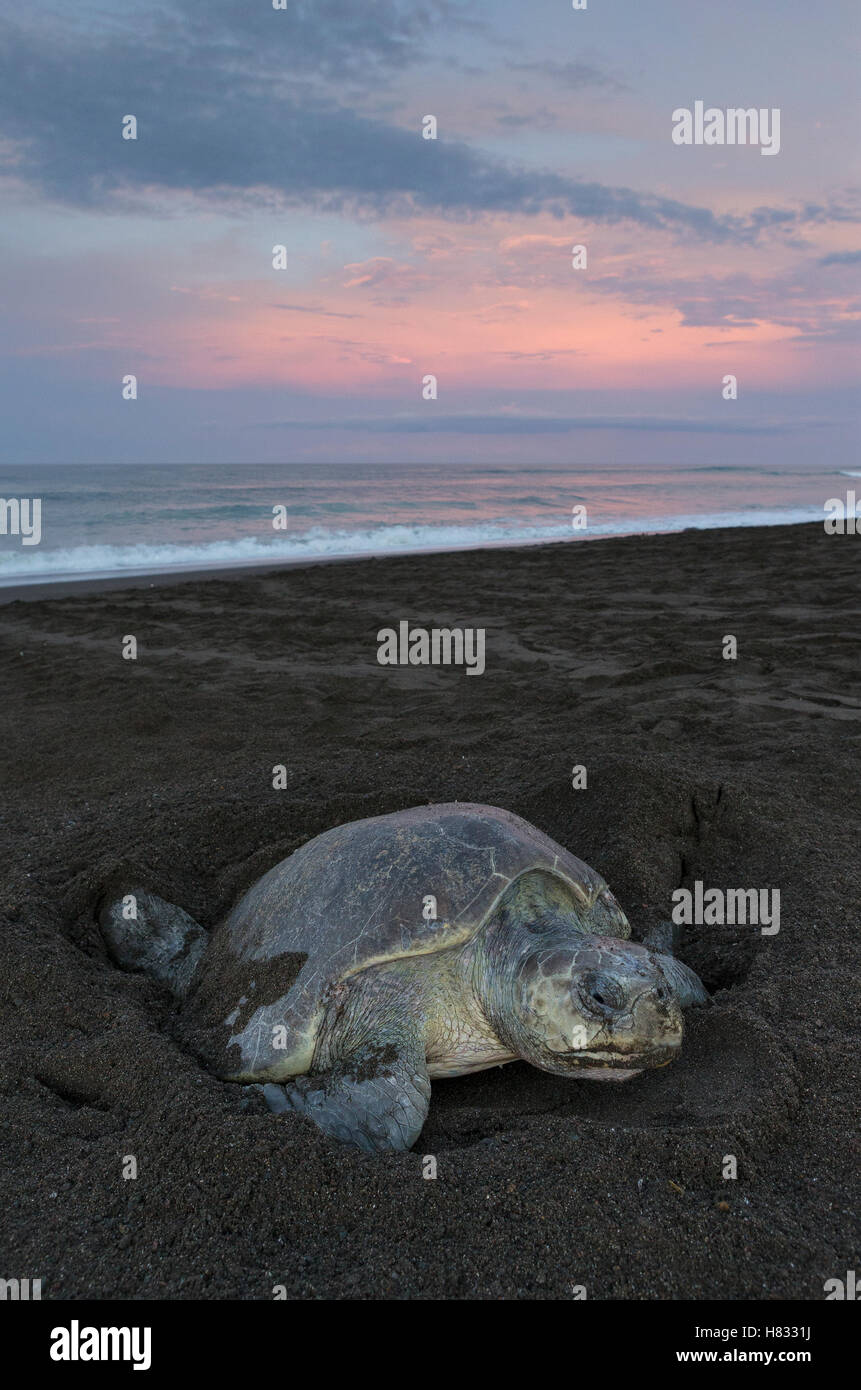 Olive Ridley Sea Turtle (Lepidochelys olivacea) female digging nest in ...