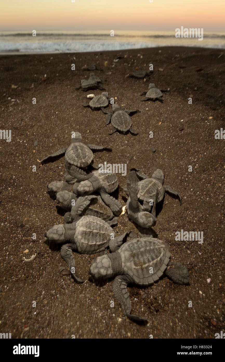 Olive Ridley Sea Turtle (Lepidochelys olivacea) hatchlings emerging ...