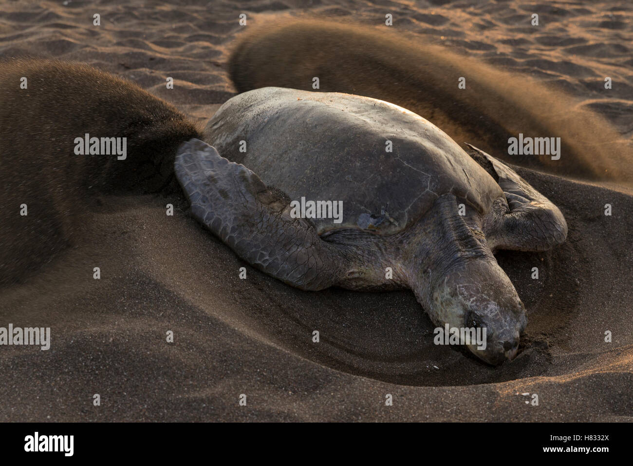 Olive Ridley Sea Turtle (Lepidochelys olivacea) female digging nest on ...