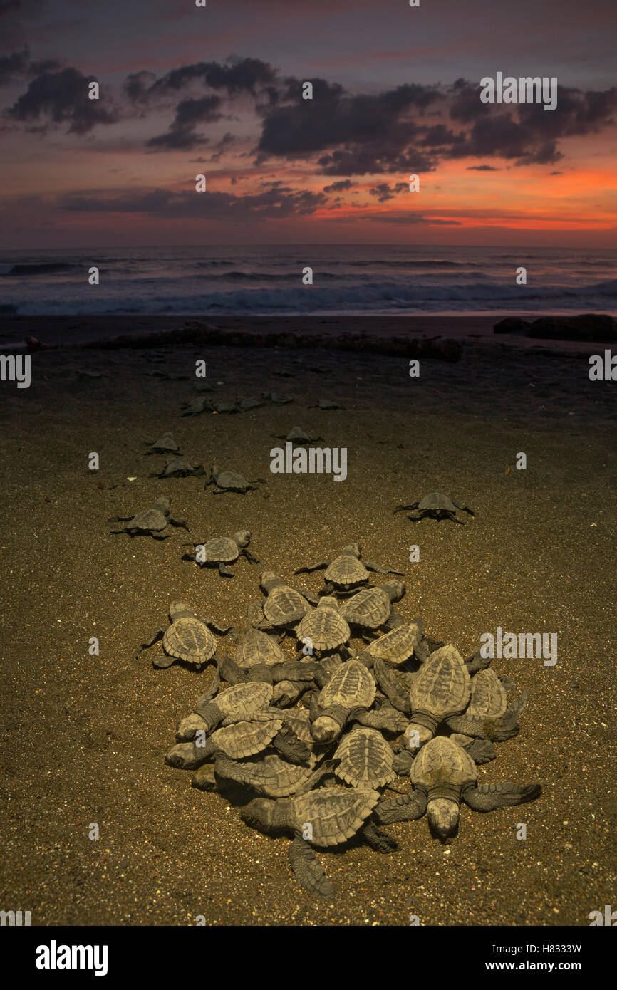Olive Ridley Sea Turtle (Lepidochelys olivacea) hatchlings emerging ...