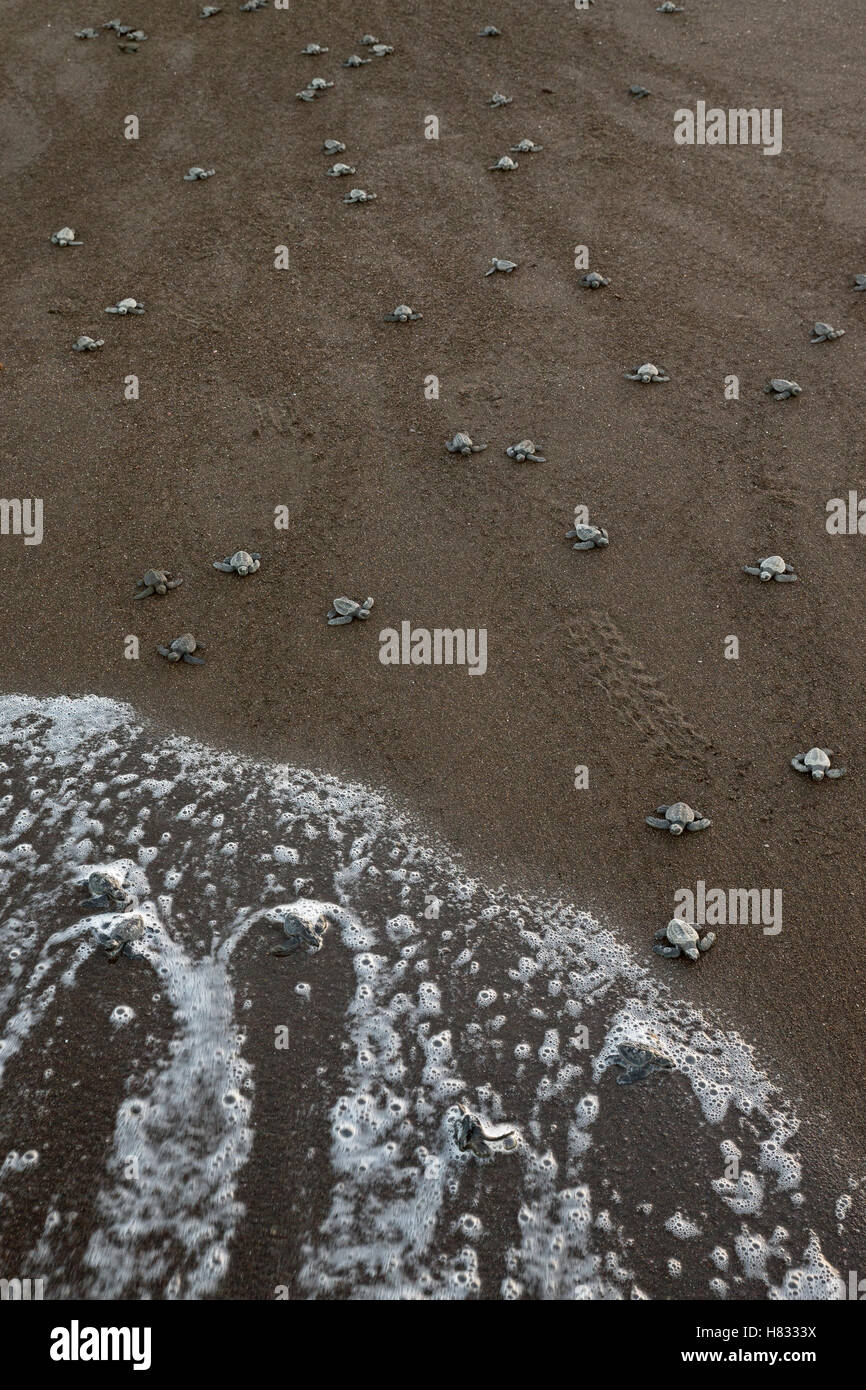 Olive Ridley Sea Turtle (Lepidochelys olivacea) hatchlings moving ...