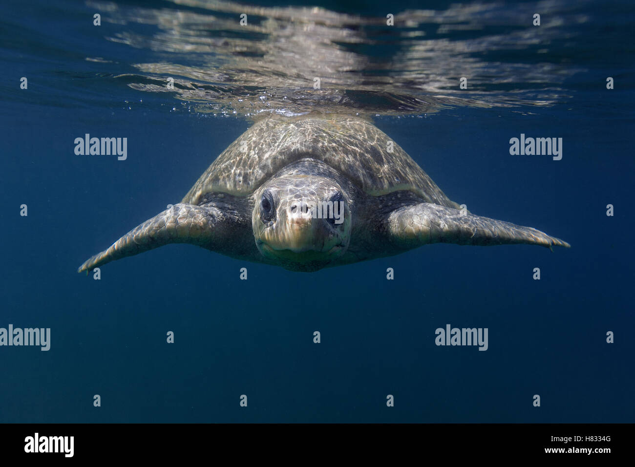 Olive Ridley Sea Turtle (Lepidochelys olivacea) swimming in open ocean ...