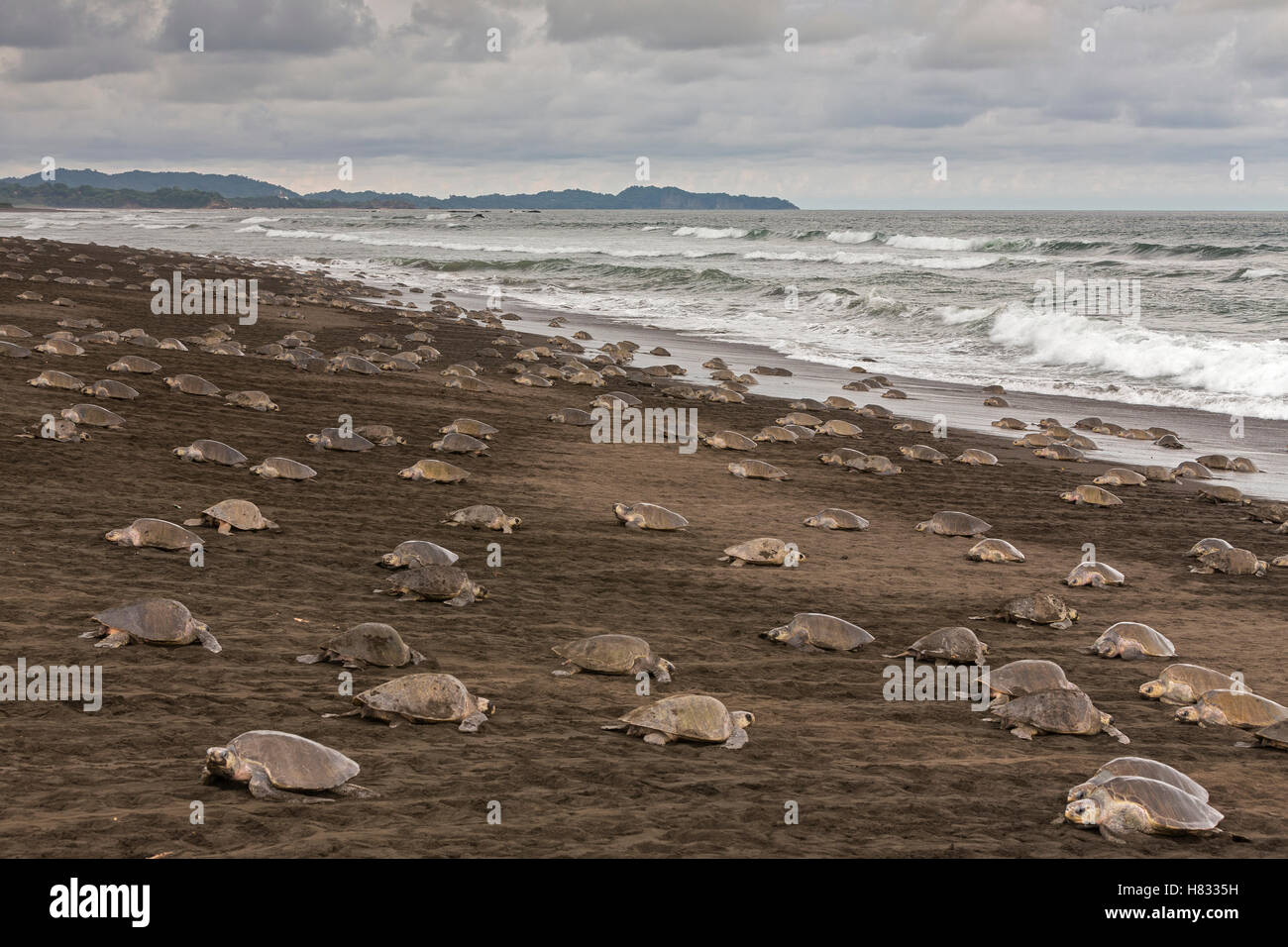 Olive Ridley Sea Turtle (Lepidochelys olivacea) females coming ashore ...