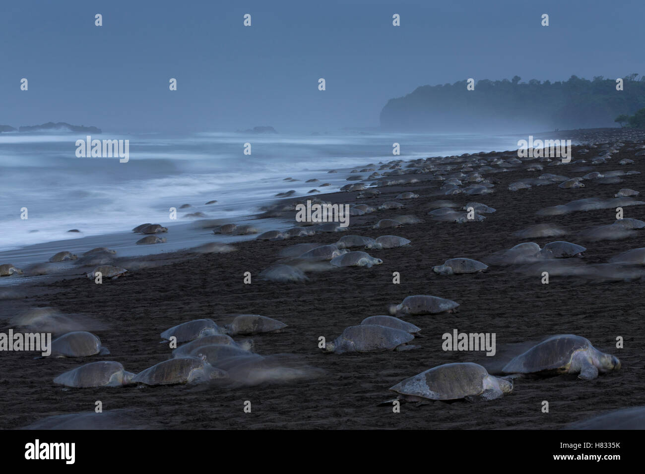 Olive Ridley Sea Turtle (Lepidochelys olivacea) females coming ashore ...