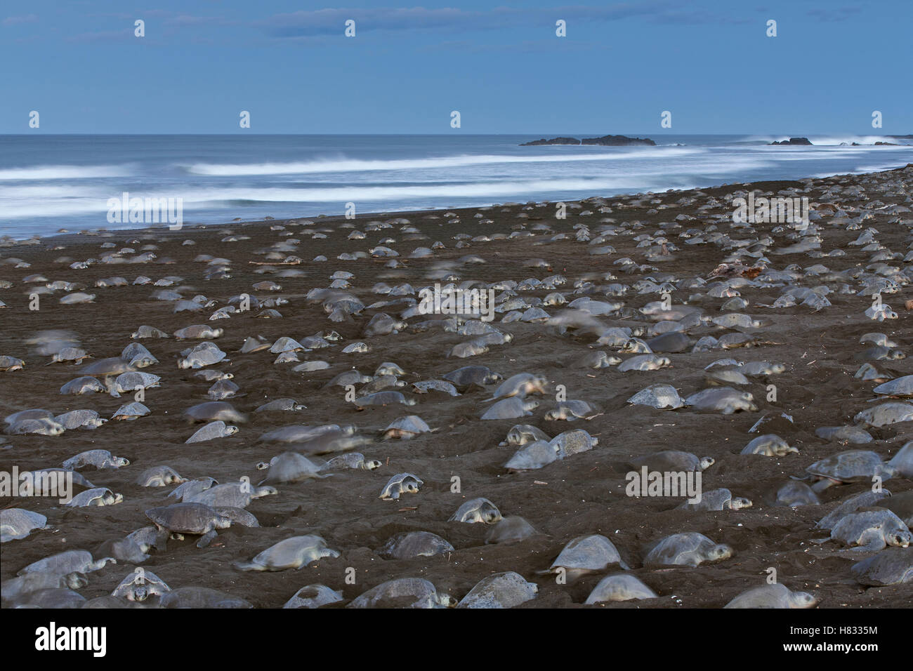 Olive Ridley Sea Turtle (Lepidochelys olivacea) females digging nests ...