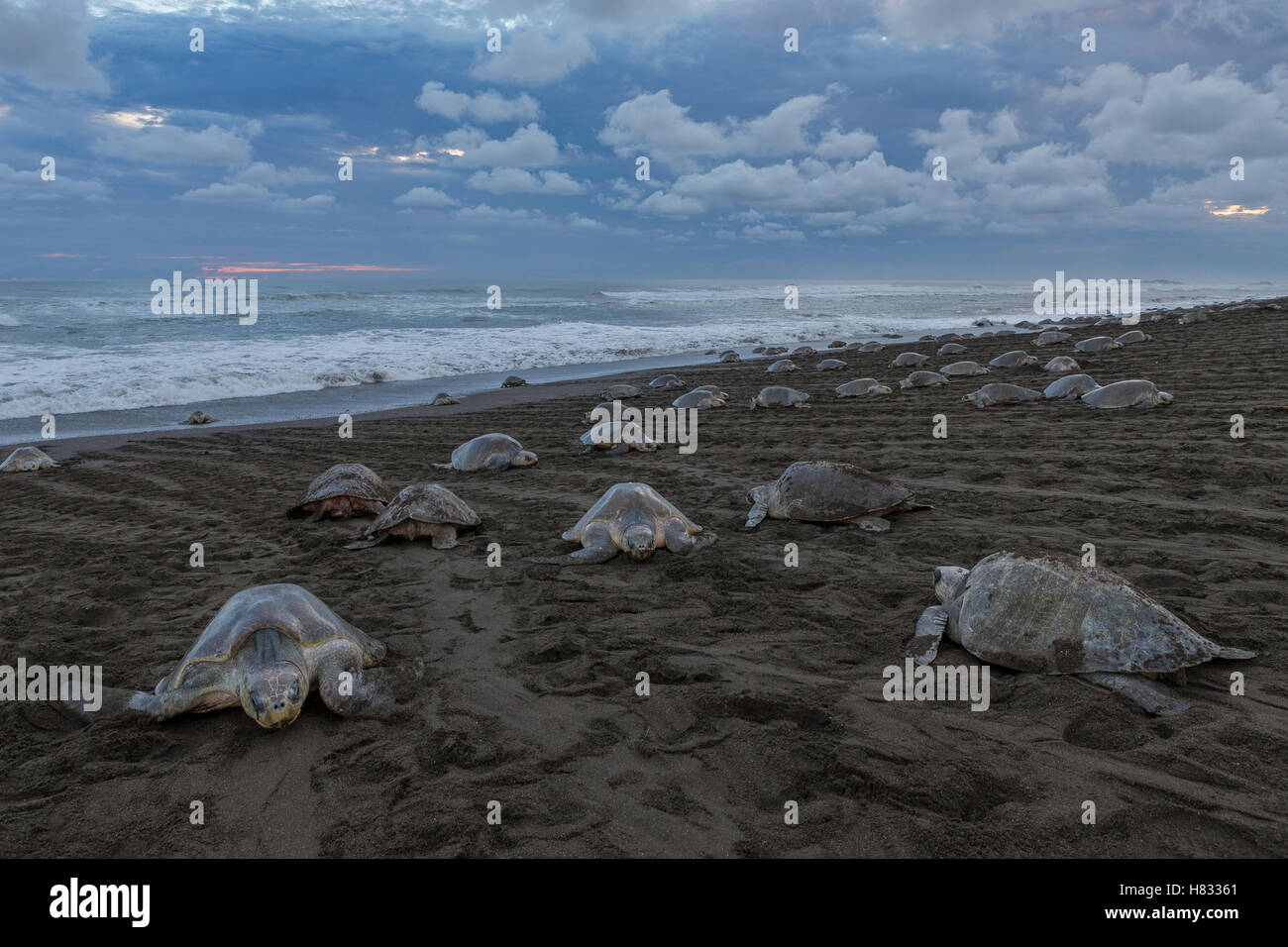 Olive Ridley Sea Turtle (Lepidochelys olivacea) females coming ashore ...