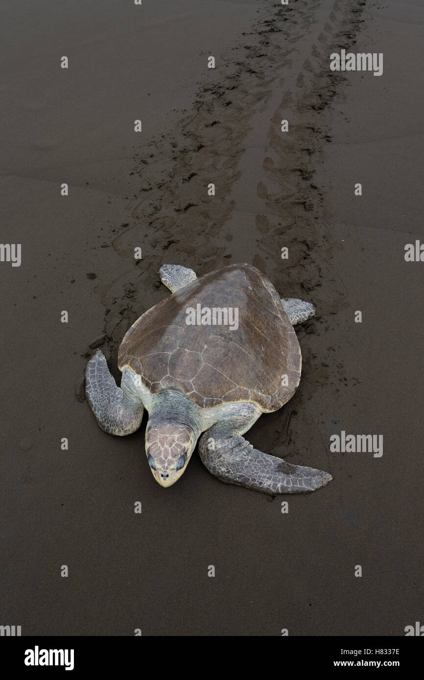 Olive Ridley Sea Turtle (Lepidochelys olivacea) female returning to sea ...