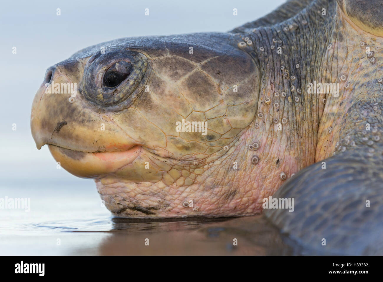 Olive Ridley Sea Turtle (Lepidochelys olivacea) female, Ostional Beach ...