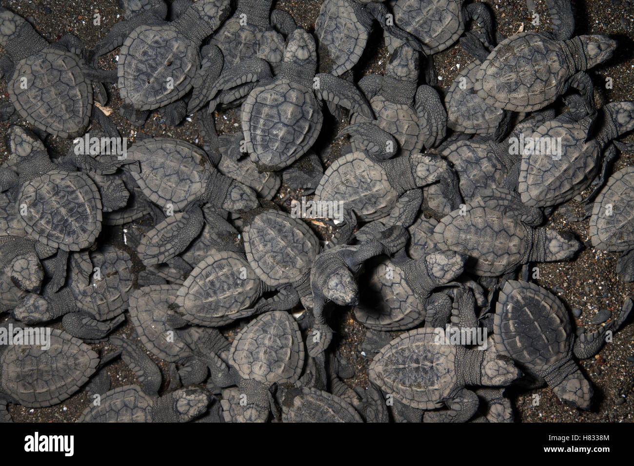 Olive Ridley Sea Turtle (Lepidochelys olivacea) hatchlings emerging ...