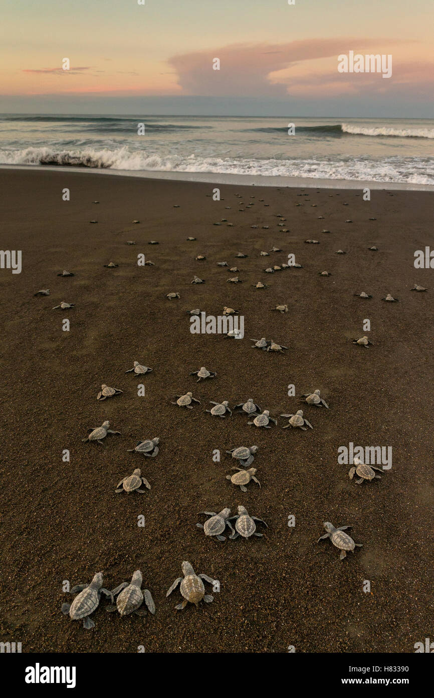 Olive Ridley Sea Turtle (Lepidochelys olivacea) hatchlings making their ...