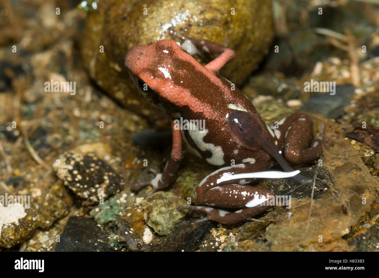 Cauca Poison Frog (Dendrobates bombetes) male carrying tadpole on his ...