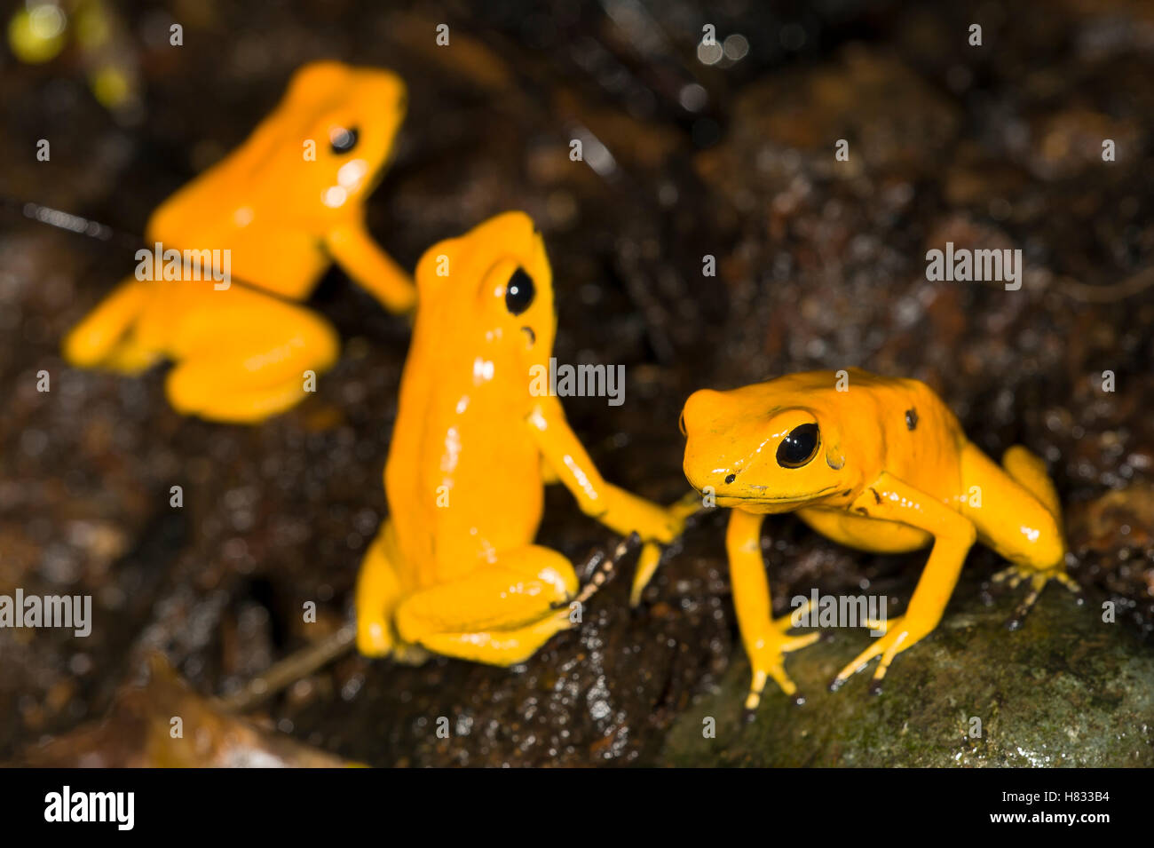 Golden Poison Dart Frog (Phyllobates terribilis) juveniles, native to ...