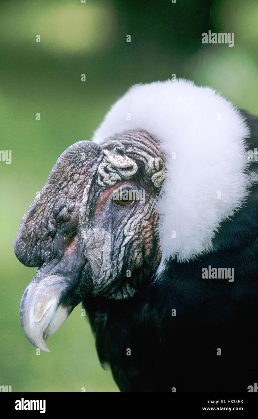 Andean Condor (Vultur gryphus), native to South America Stock Photo - Alamy