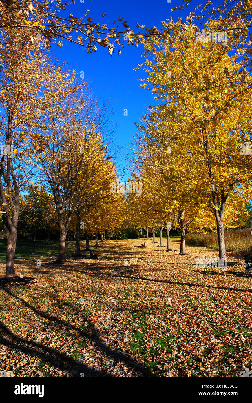 Golden pathway hi-res stock photography and images - Alamy