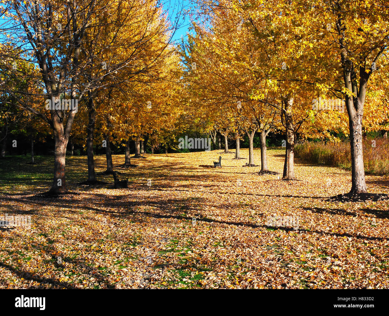 Fall scene showing path with park benches covered in gold leaves Stock ...