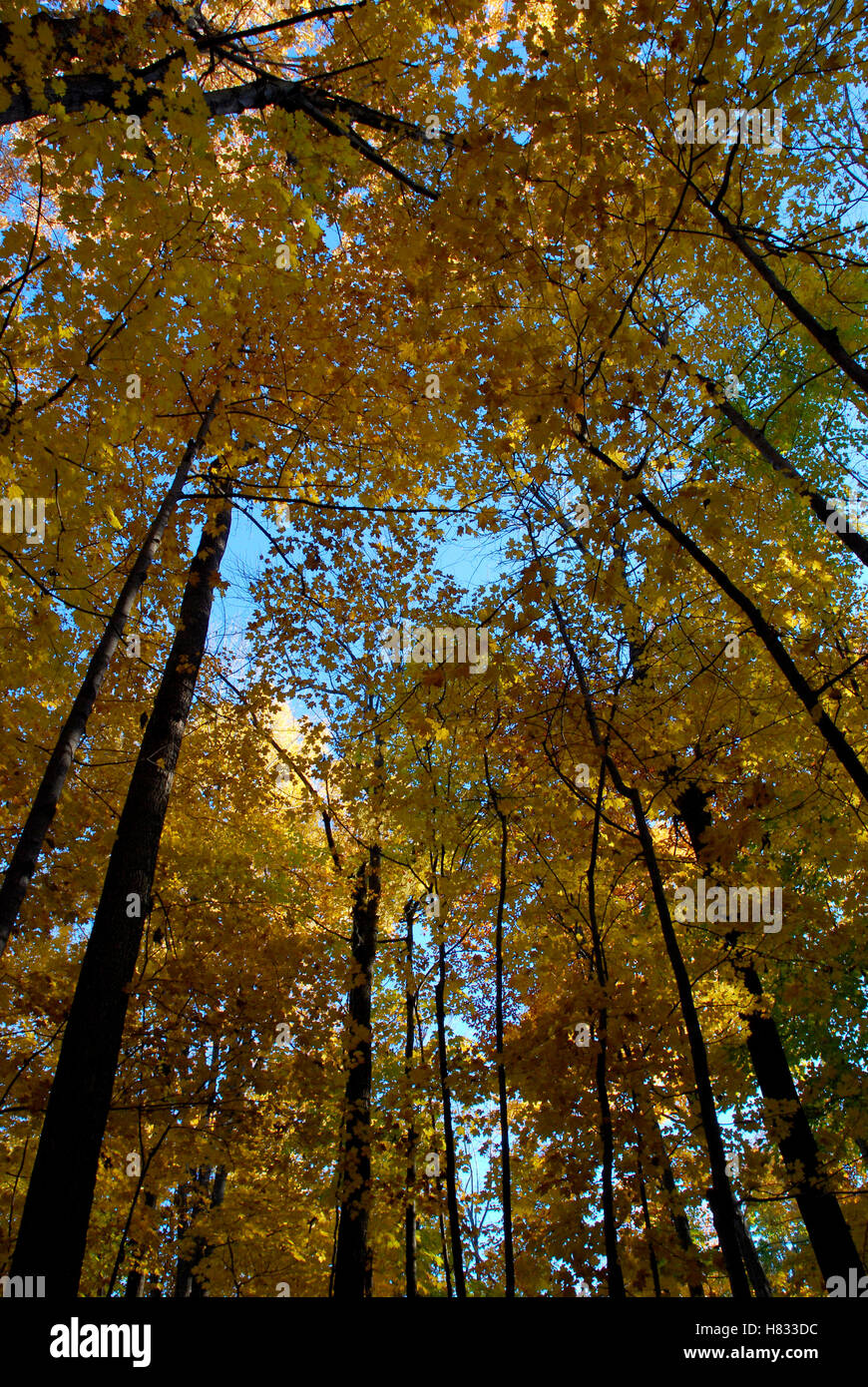 Looking up at beautiful golden maple trees in the woods Stock Photo - Alamy
