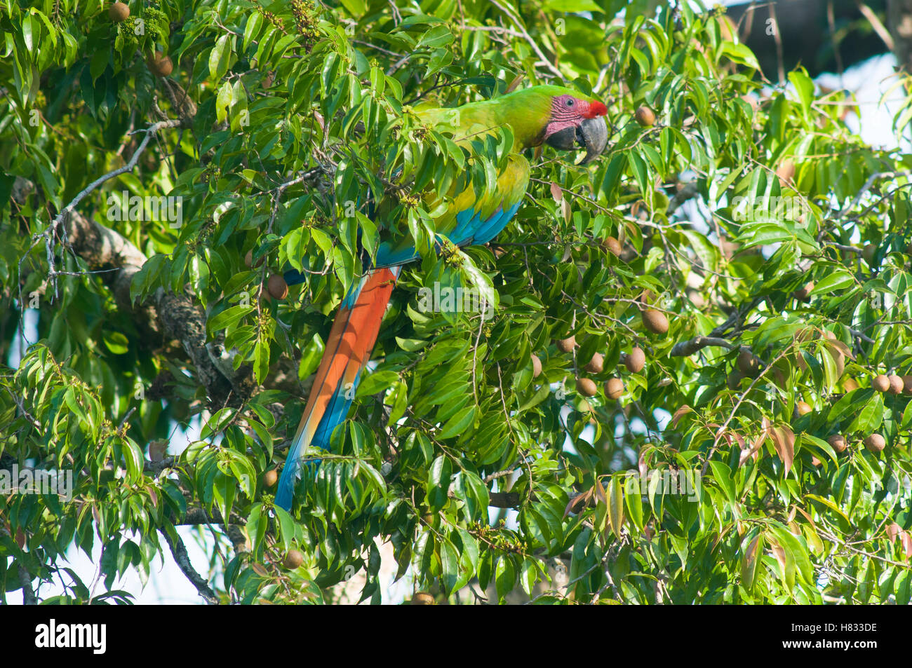 Great Green Macaw (Ara ambigua), native to Central and South America ...