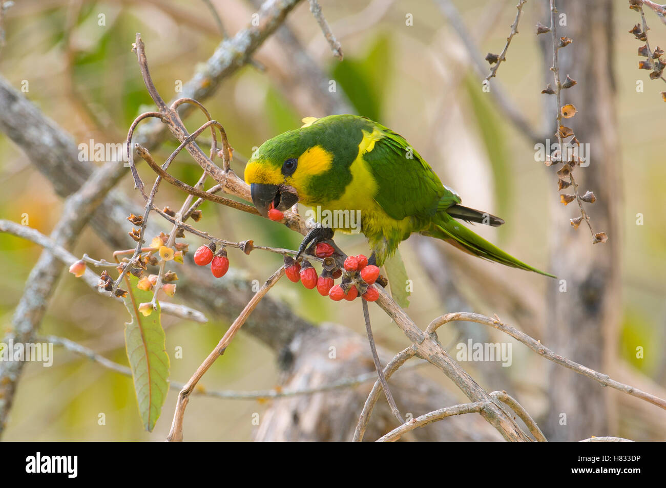 Yellow-eared Parrot (Ognorhynchus icterotis) feeding on berries ...