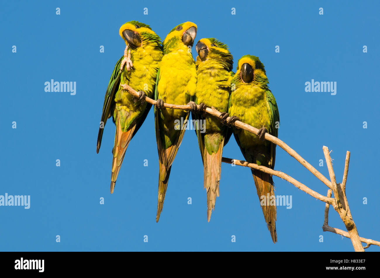 Yellow-eared Parrot (Ognorhynchus icterotis) group huddling in tree ...