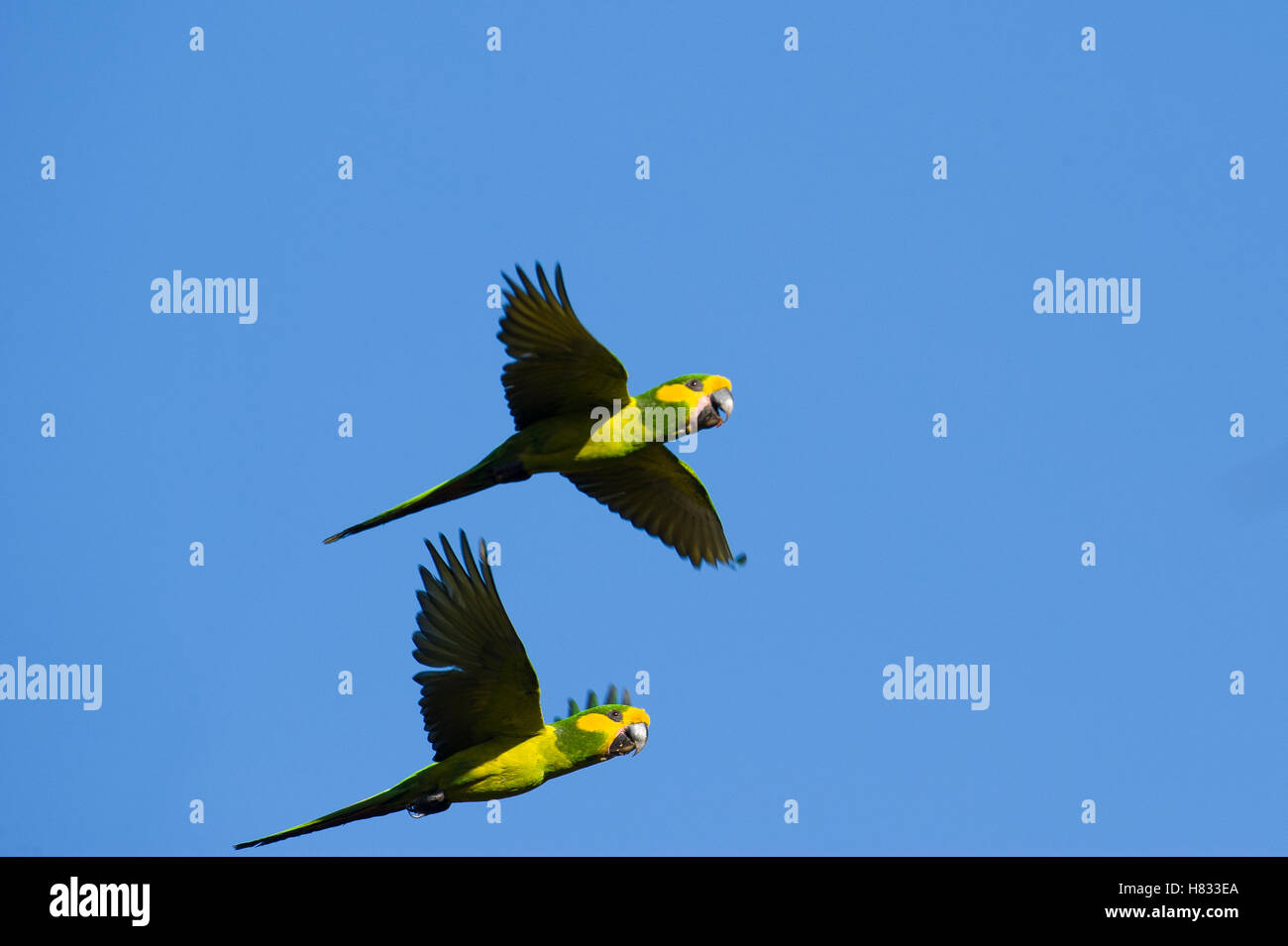 Yellow-eared Parrot (Ognorhynchus icterotis) pair flying, Colombia ...