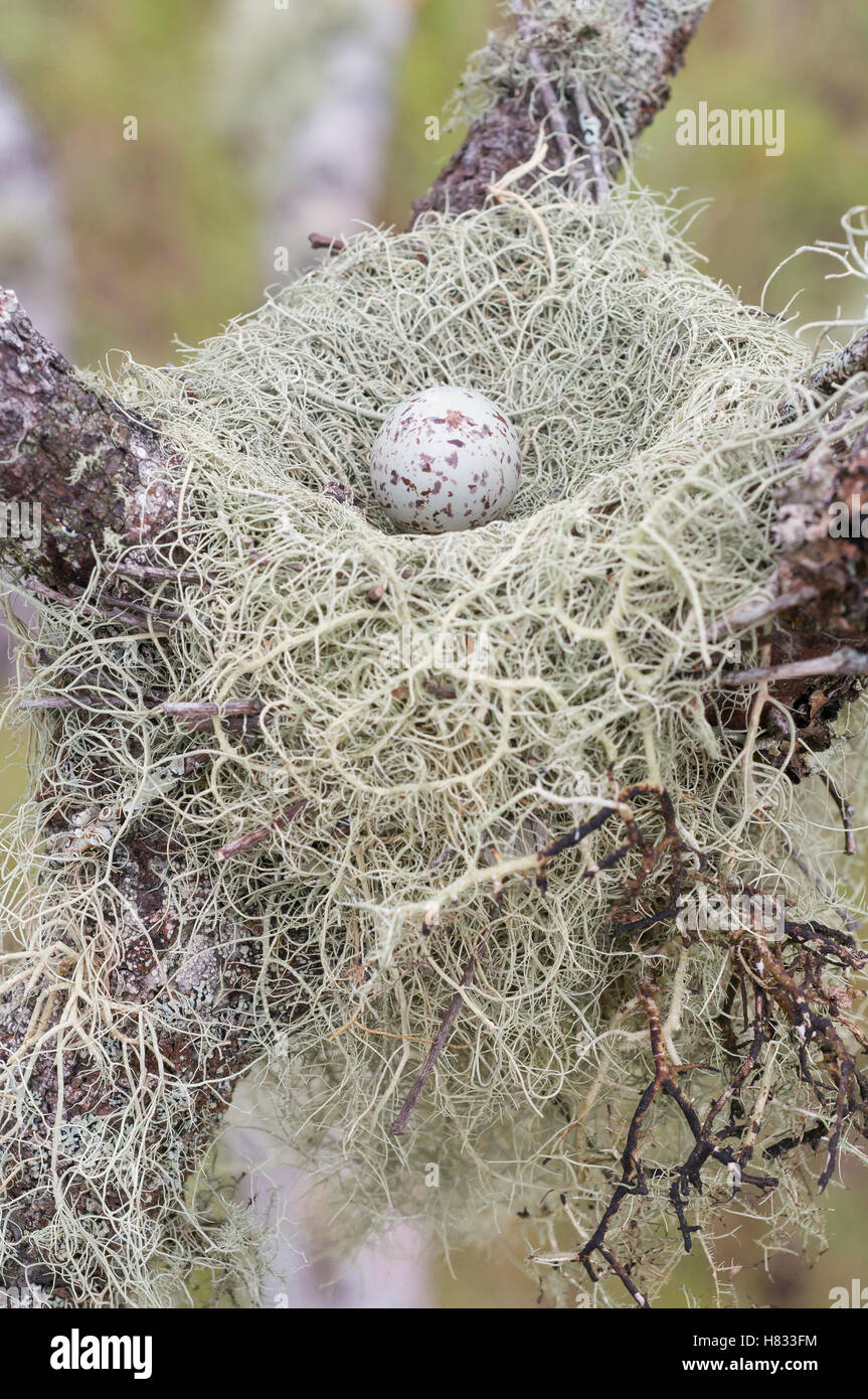 Bolivian Swallow-tailed Cotinga (Phibalura boliviana) egg in nest ...