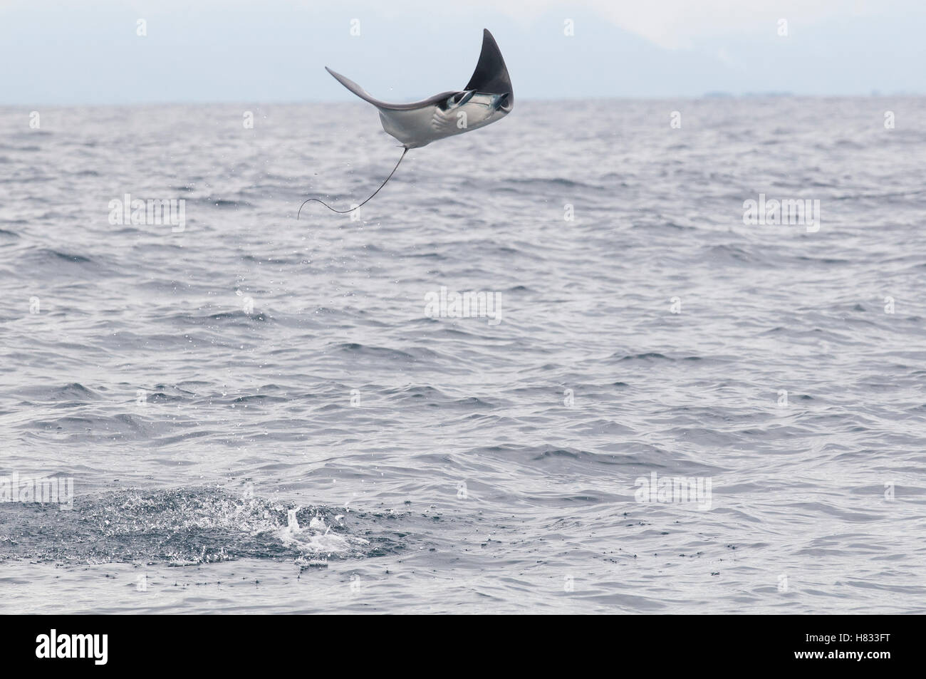 Munk's Devil Ray (Mobula munkiana) leaping out of the water, Costa Rica ...